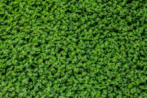 Types of mint: an overview - Plantura