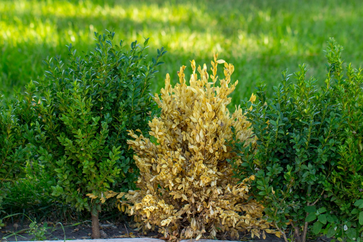 Planting buxus: tips for growing box hedges - Plantura