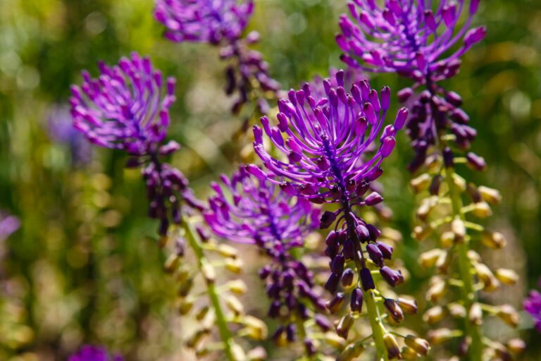 The most beautiful Muscari varieties - Plantura