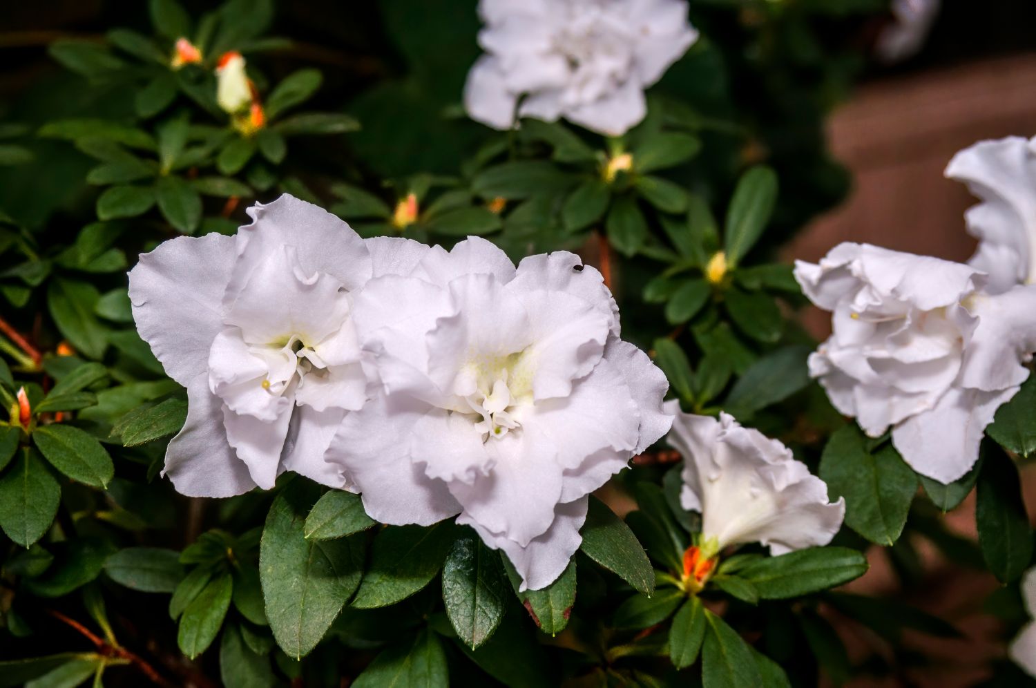 Types of azaleas: the most beautiful azealeas - Plantura