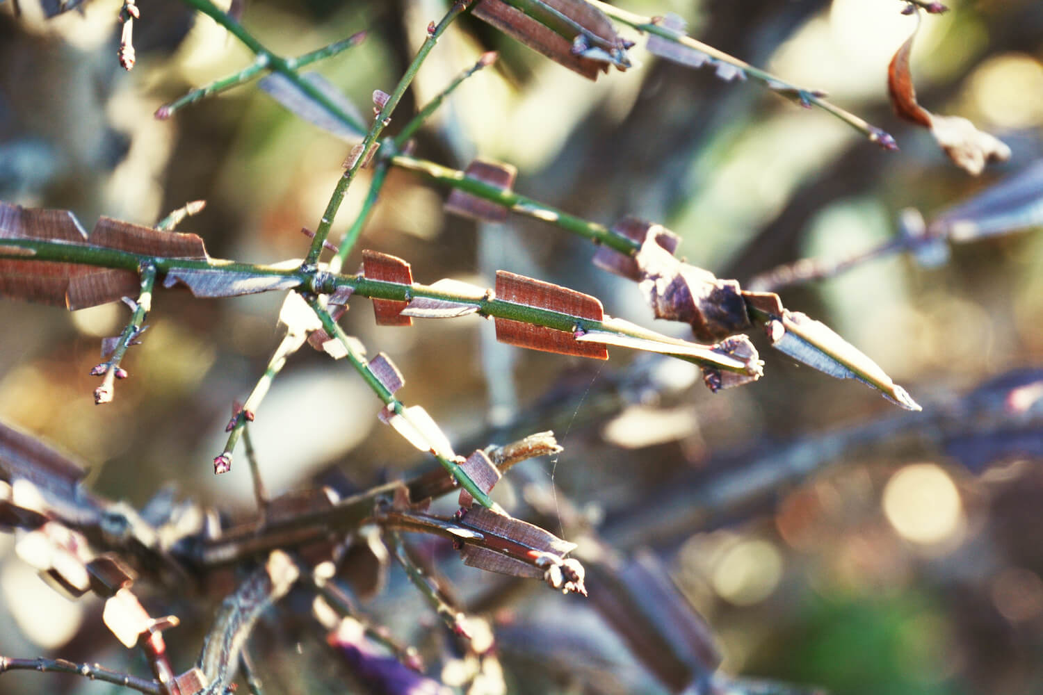 Burning bush: planting, pruning & more - Plantura
