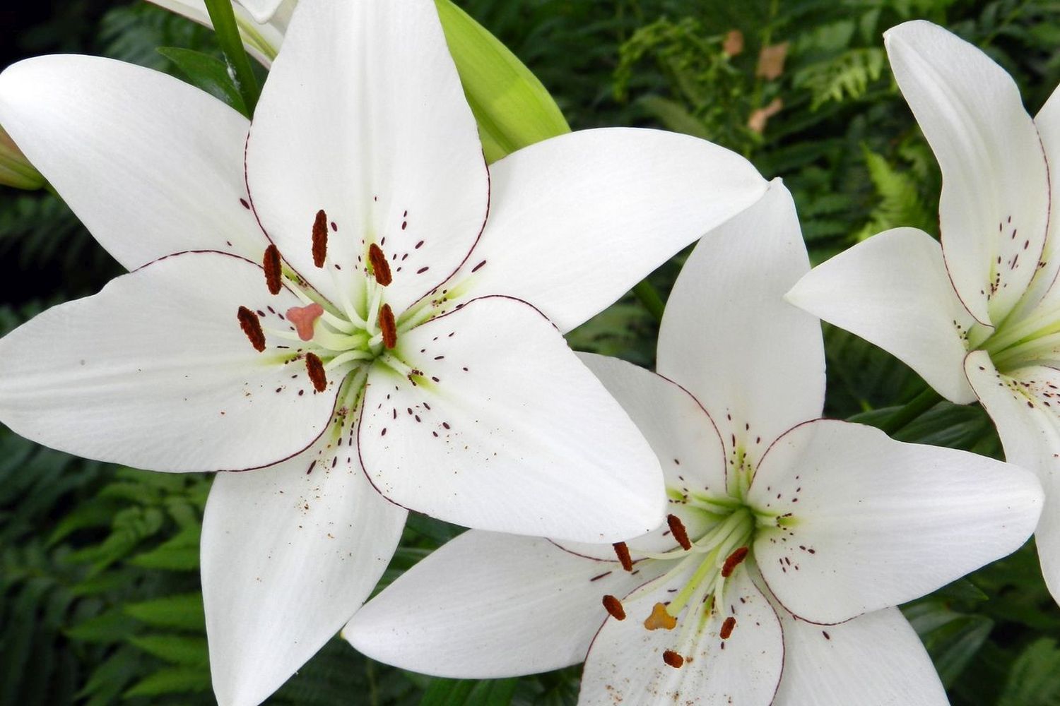 Types of lilies: varieties & characteristics - Plantura