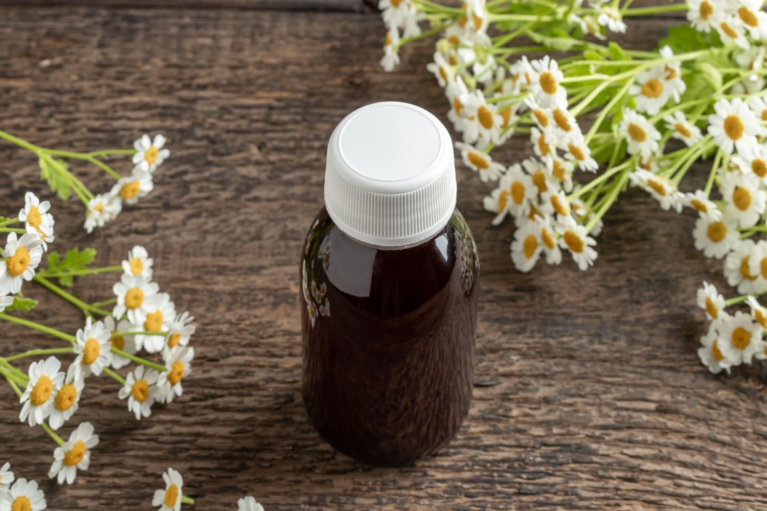 Feverfew: planting, care & uses - Plantura
