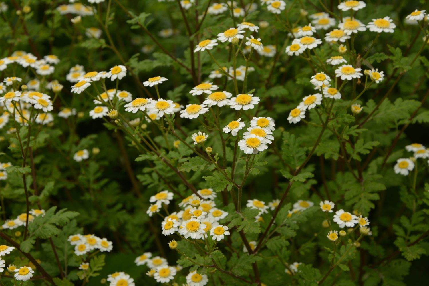 Feverfew: planting, care & uses - Plantura