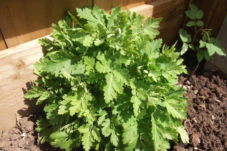 Feverfew: planting, care & uses - Plantura