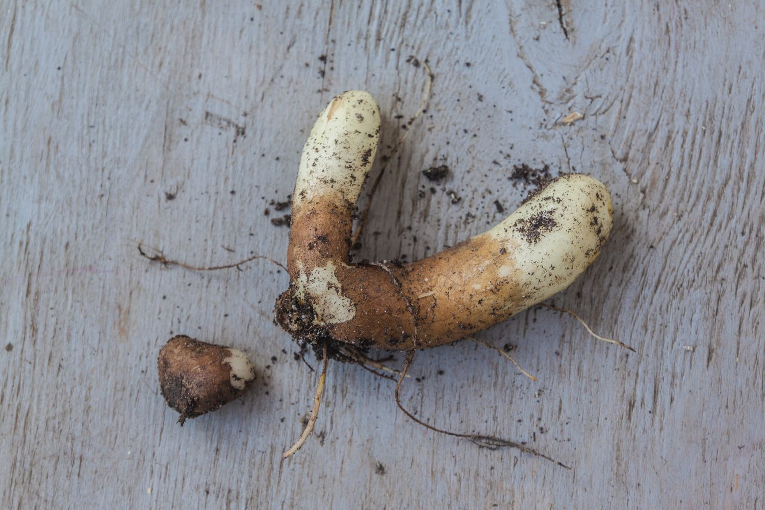 Flame lily: cultivation, propagation & care - Plantura