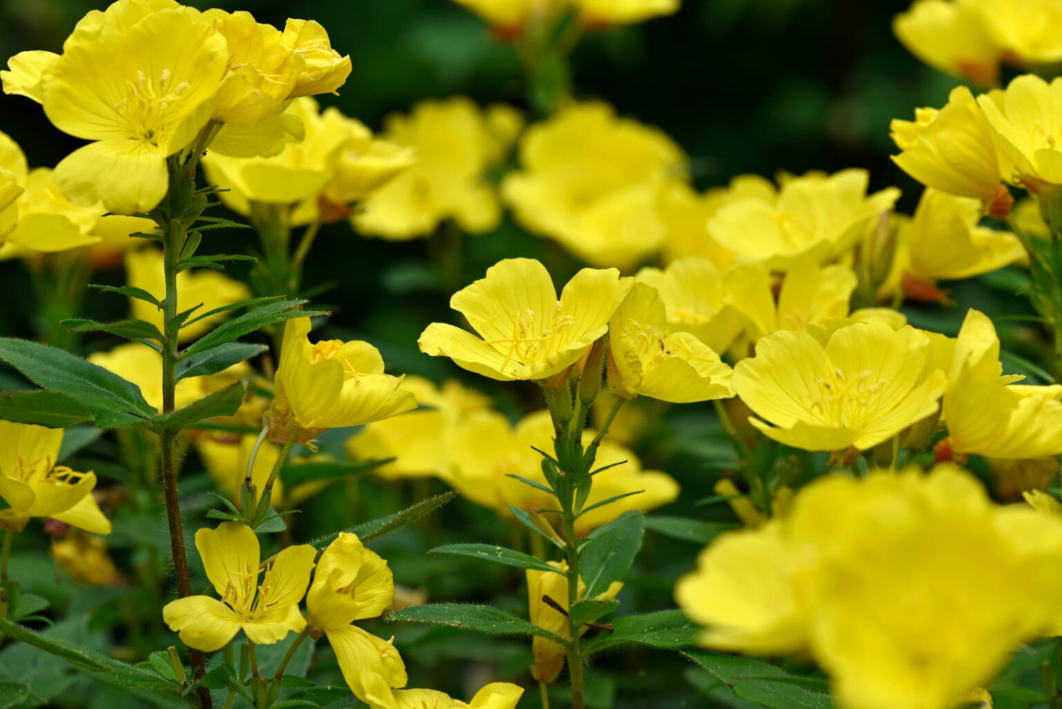 Evening primrose: growth, care & benefits - Plantura