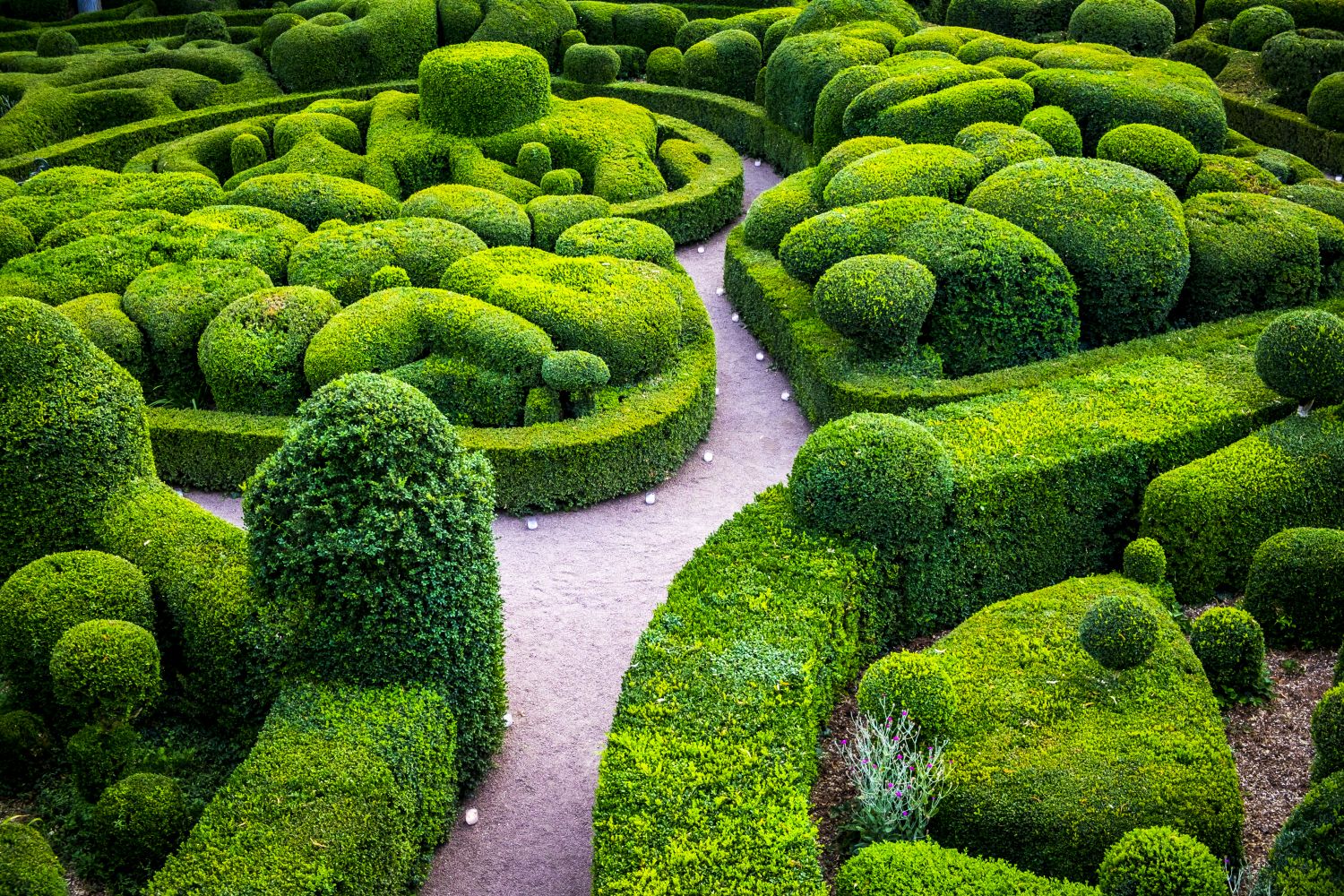 Planting buxus: tips for growing box hedges - Plantura