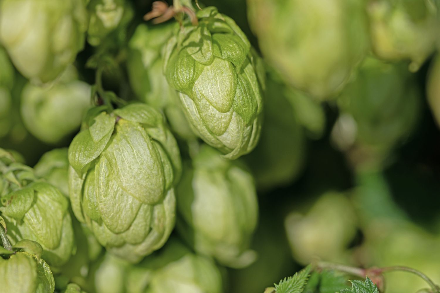 Planting hops: growing, care & varieties - Plantura
