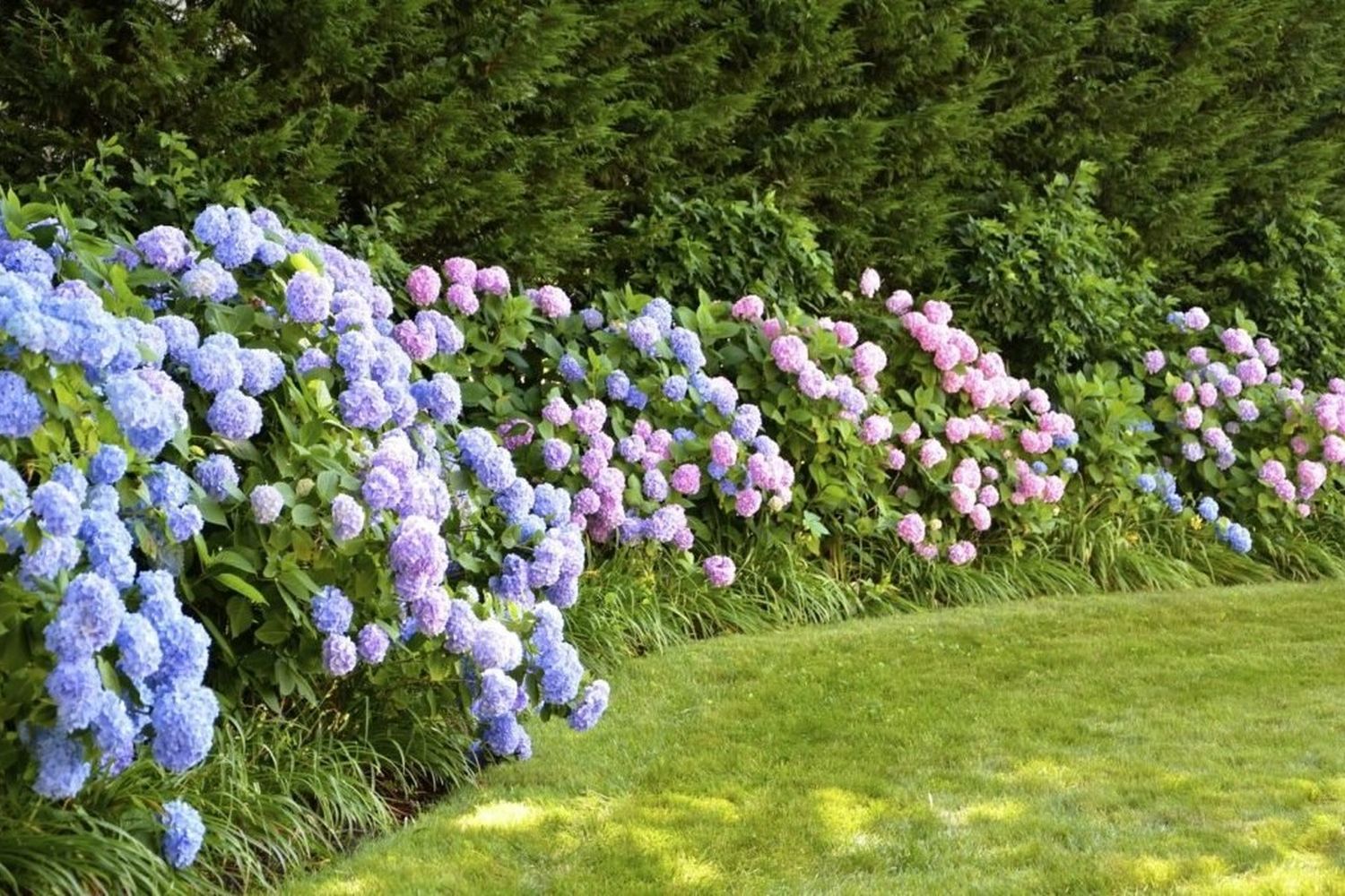 Planting hydrangeas: in pots & garden beds - Plantura