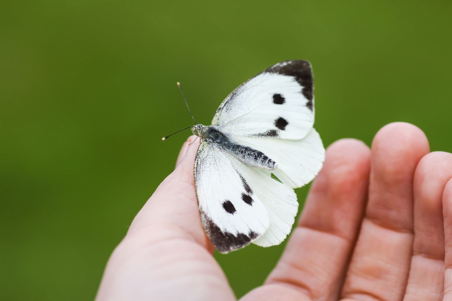 Cabbage white butterfly: detection & control - Plantura