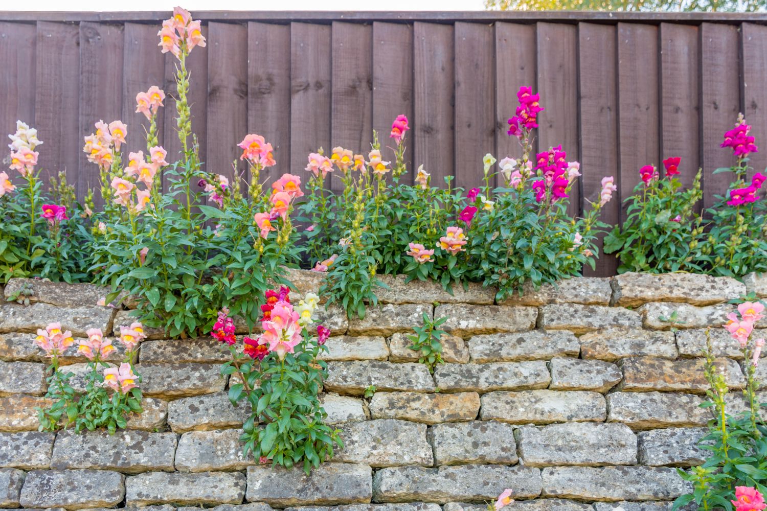 Snapdragon: care, location & flowering time - Plantura