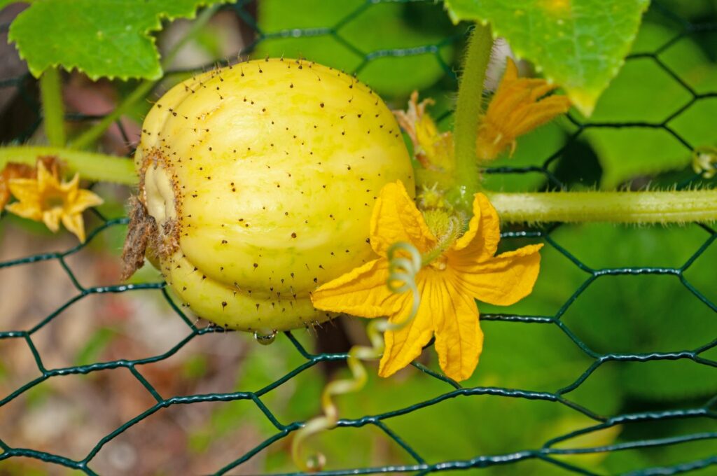 Lemon cucumber: planting, harvest & taste - Plantura