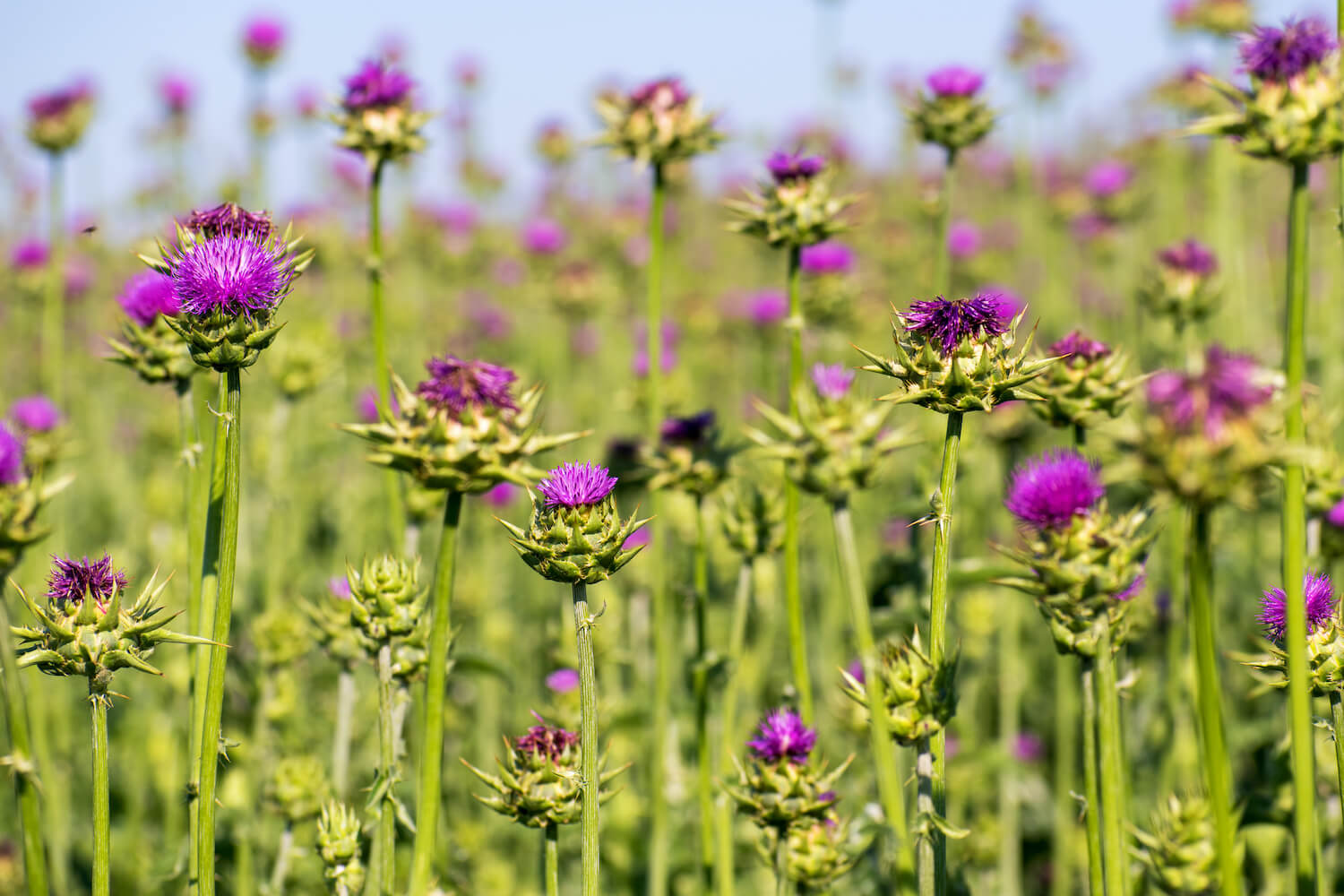 Milk thistle: planting, effects & uses - Plantura