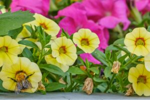 Calibrachoa: growing million bells at home - Plantura