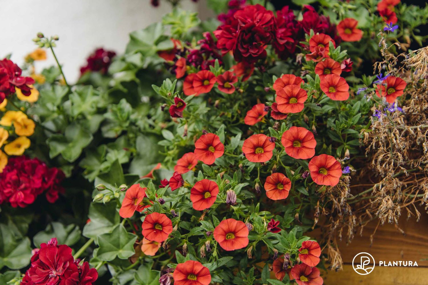 Calibrachoa: growing million bells at home - Plantura