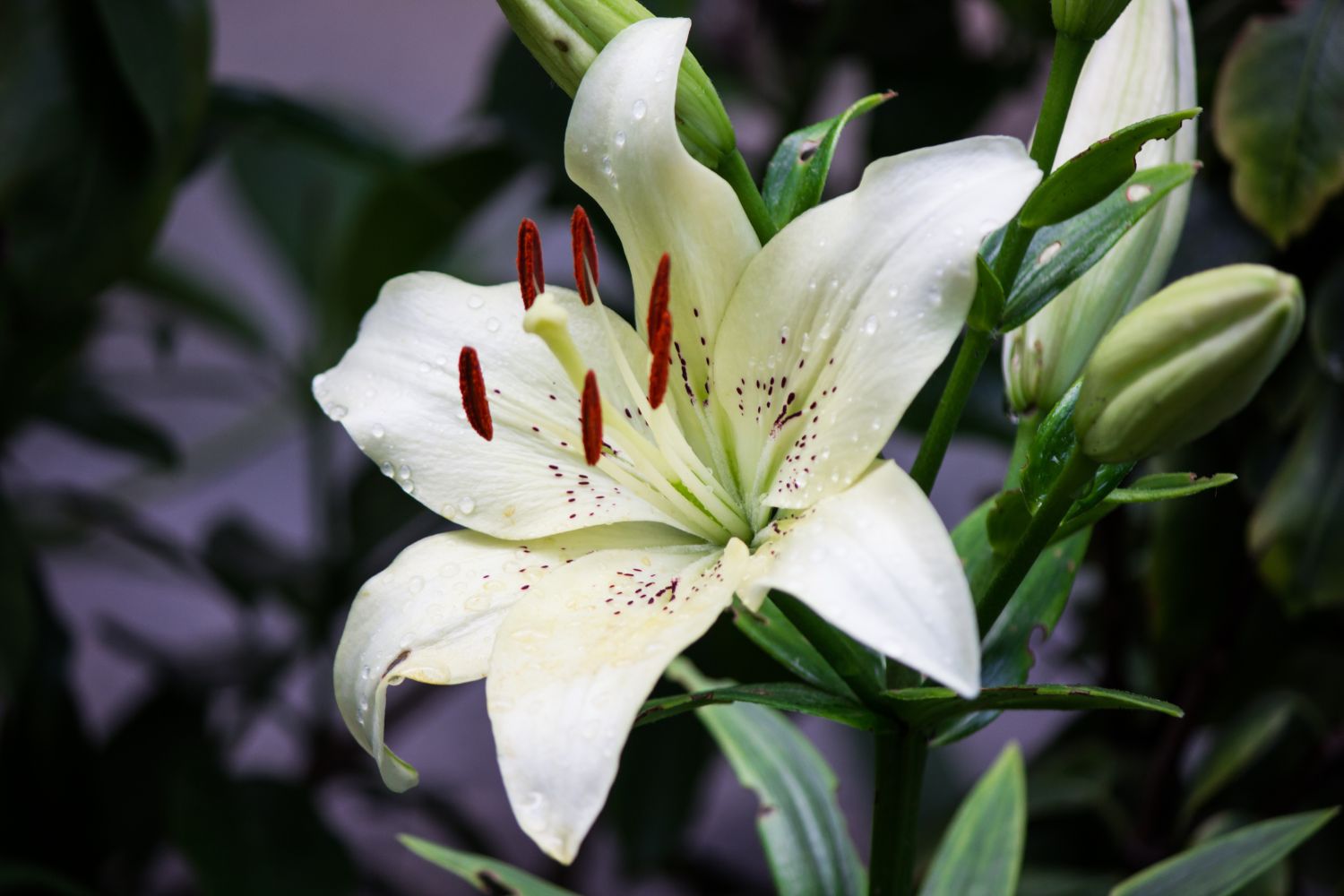 Fragrant flowers for your balcony & garden - Plantura