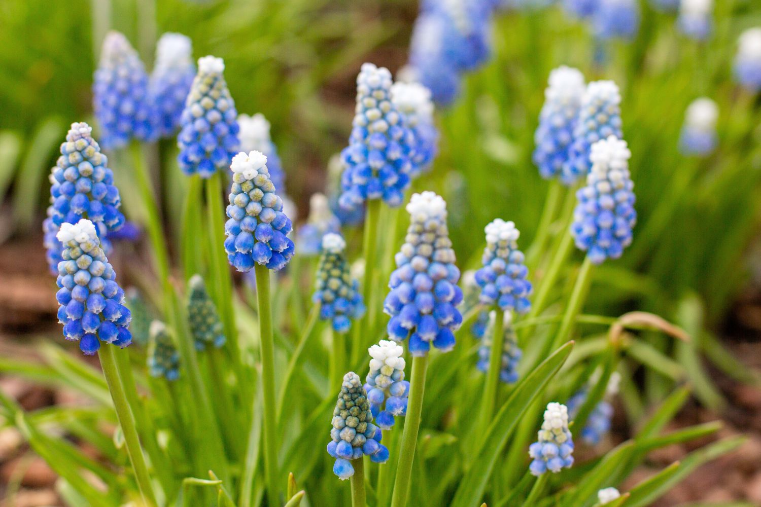 The most beautiful Muscari varieties - Plantura