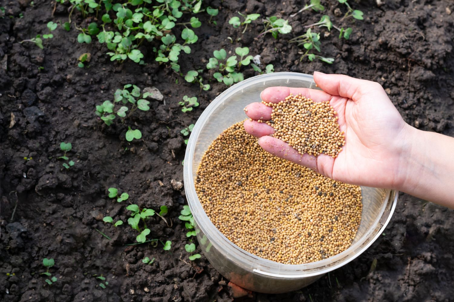 Planting mustard: when, where & how - Plantura