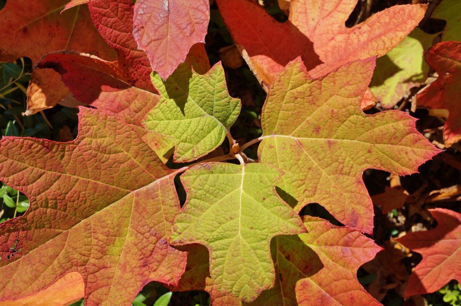 Oakleaf hydrangea: planting, pruning & more - Plantura