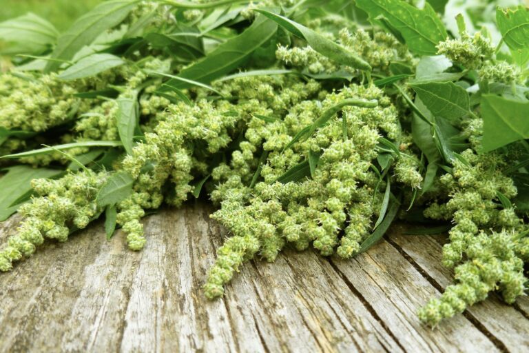 Orach: growing, care & uses - Plantura