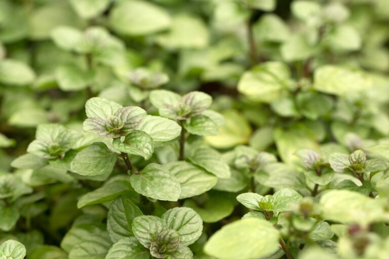Types of mint: an overview - Plantura