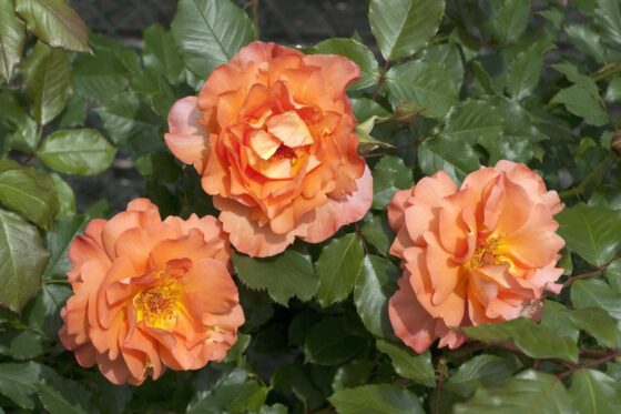 Fragrant roses: the best for your garden - Plantura