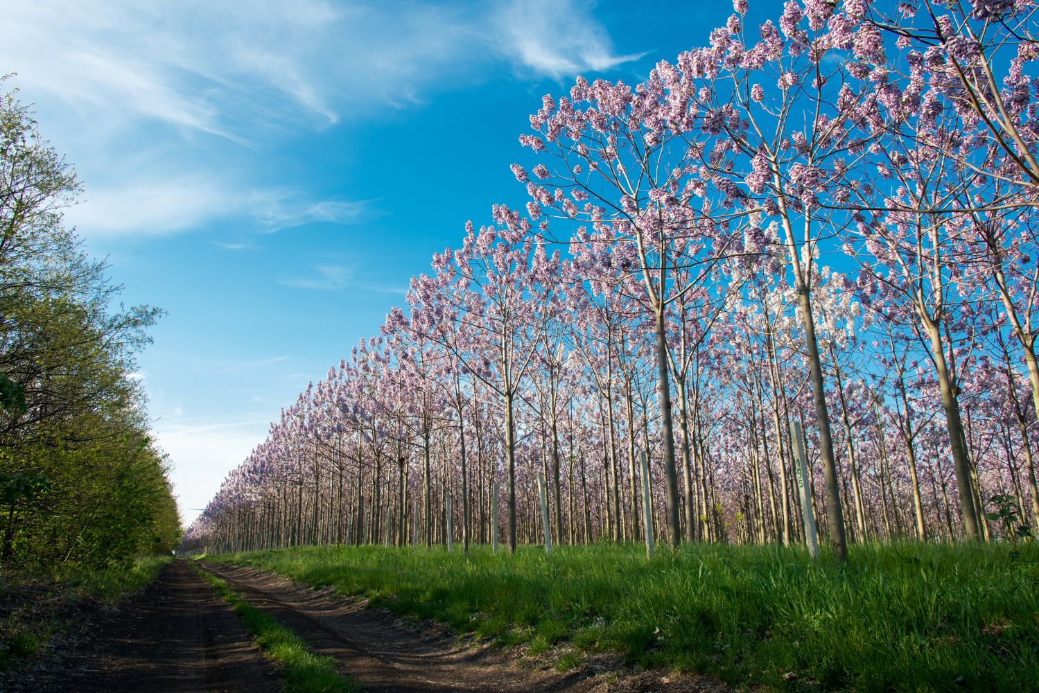 Foxglove tree: characteristics & care - Plantura