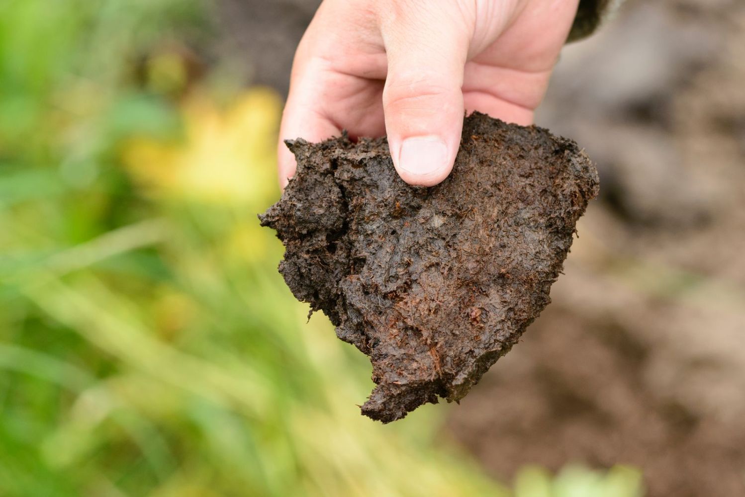 What is peat? formation & uses - Plantura