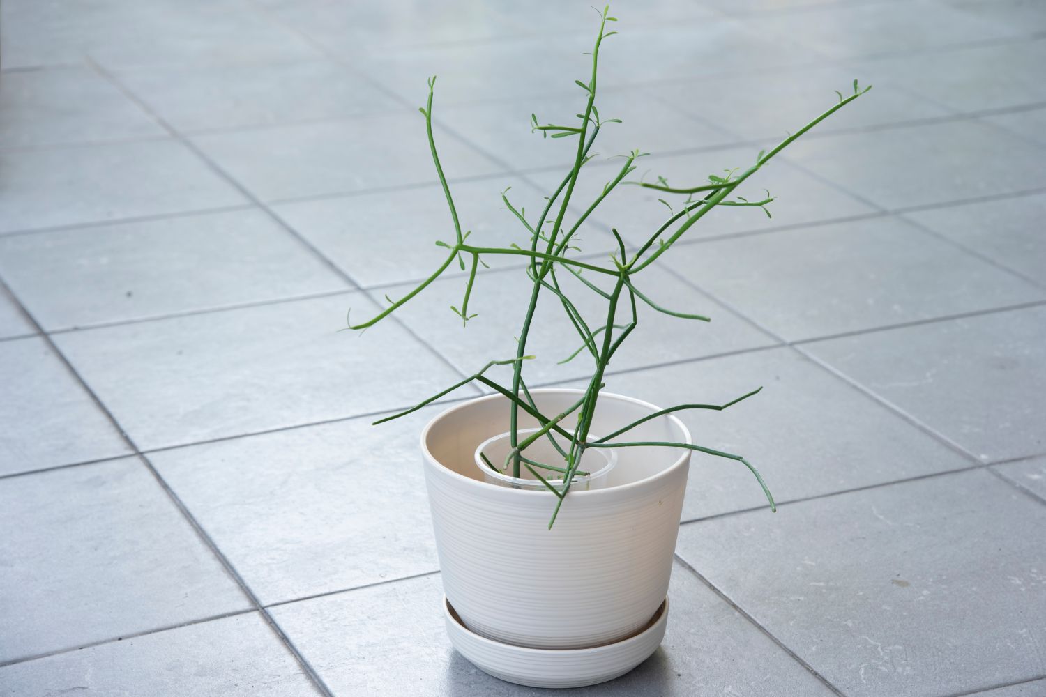 Pencil cactus: care, location & propagation - Plantura
