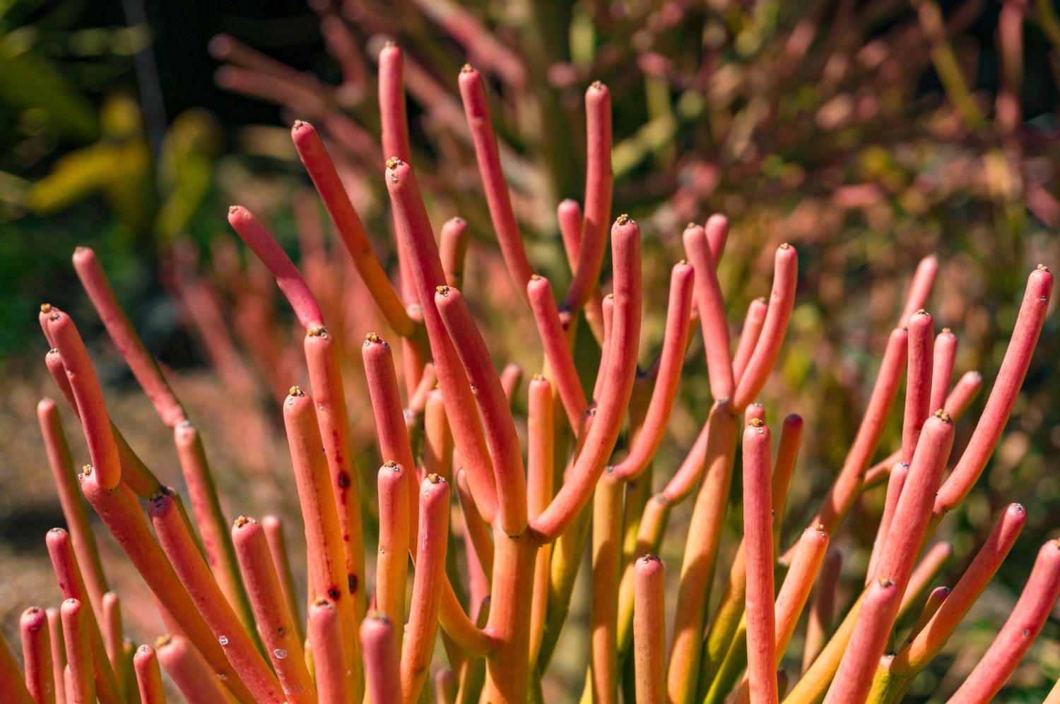 Pencil cactus: care, location & propagation - Plantura