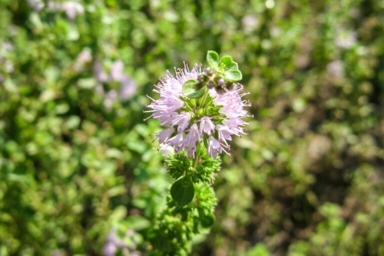 Types of mint: an overview - Plantura