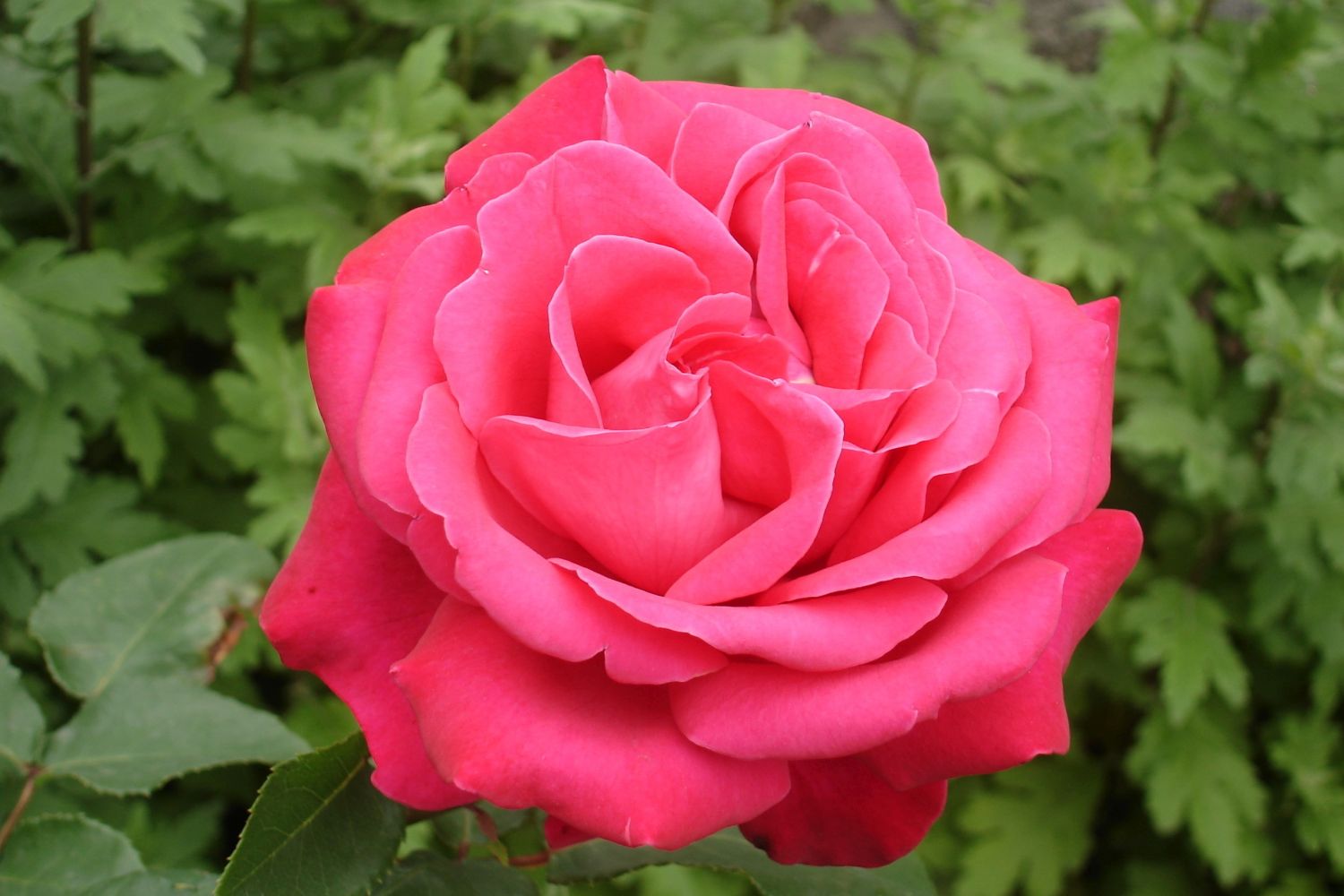 Fragrant roses: the best for your garden - Plantura