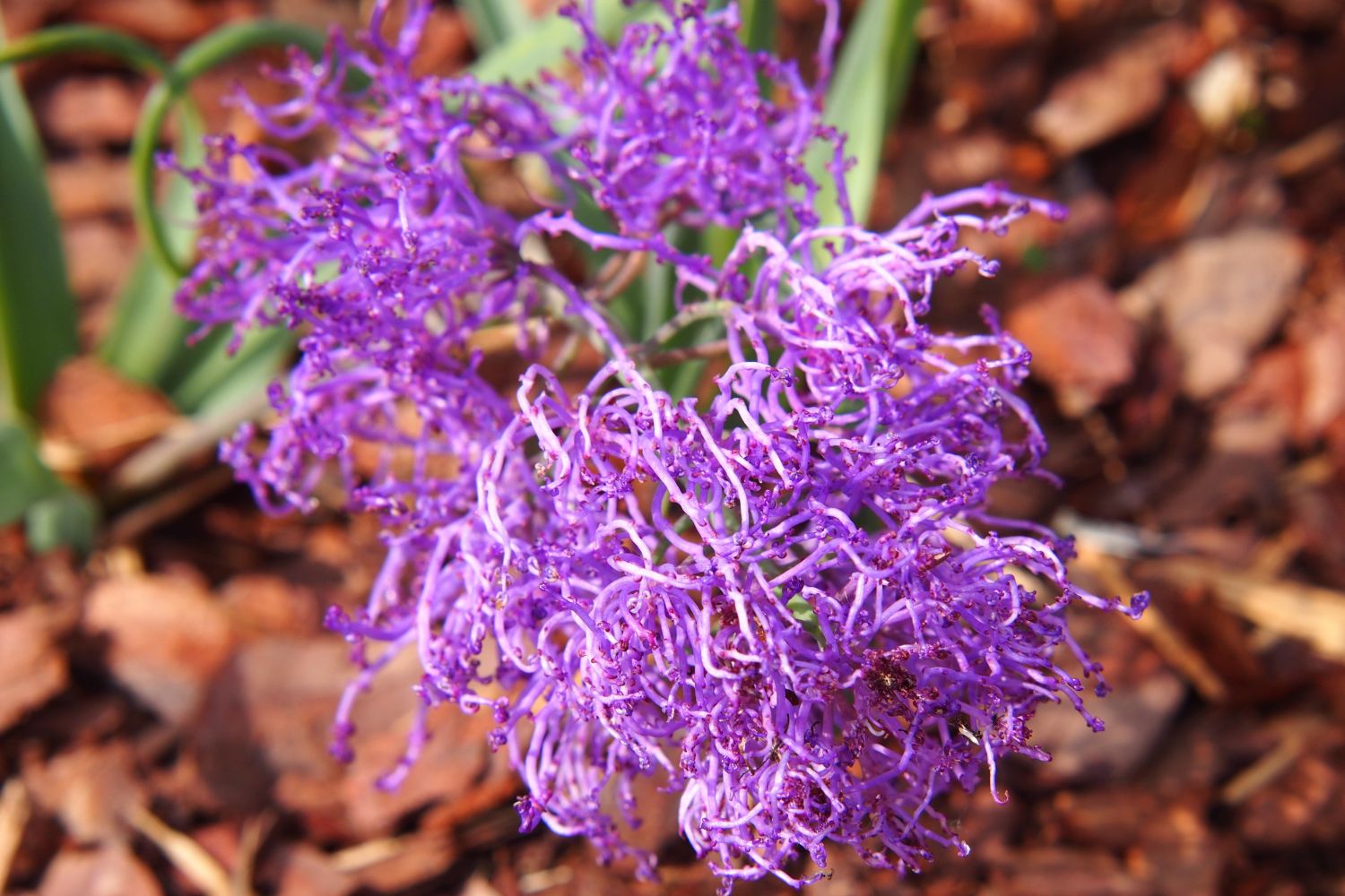 The most beautiful Muscari varieties - Plantura