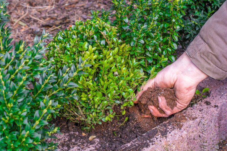 Planting buxus: tips for growing box hedges - Plantura