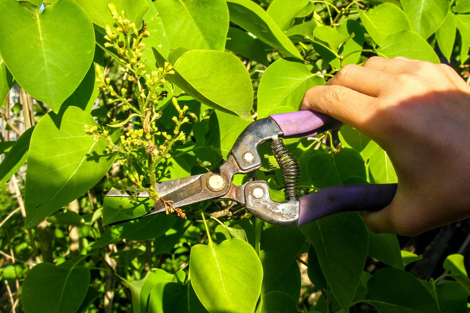 Pruning lilacs: when and how? - Plantura