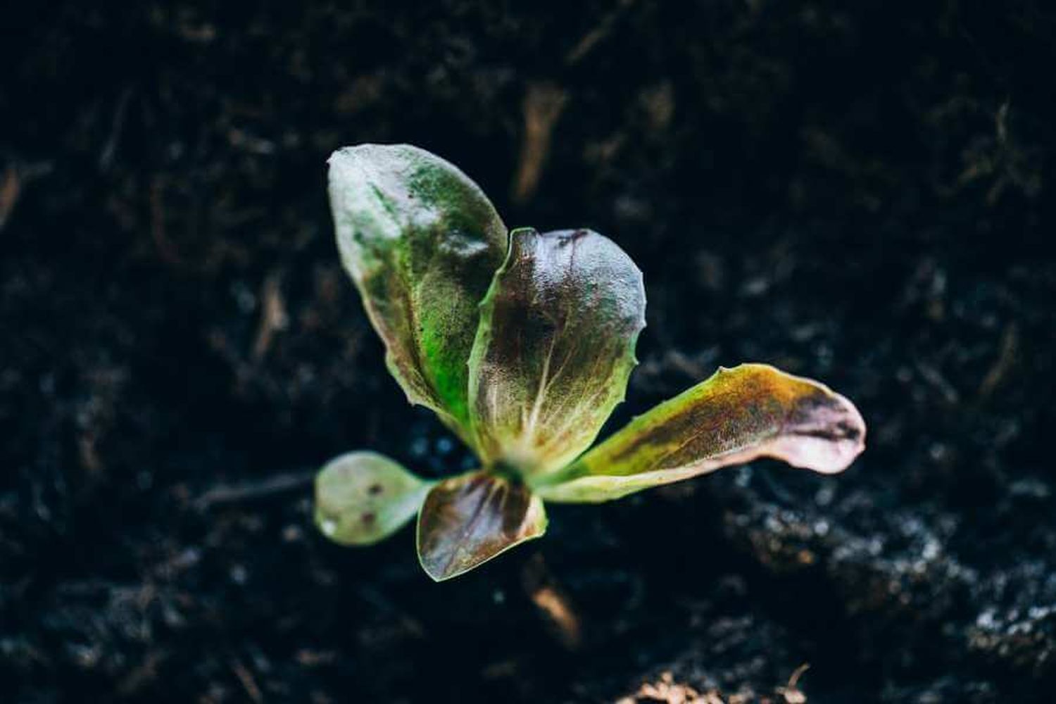 Radicchio: growing, care & harvest - Plantura