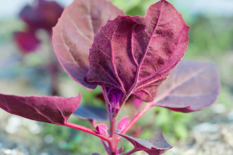 Orach: growing, care & uses - Plantura