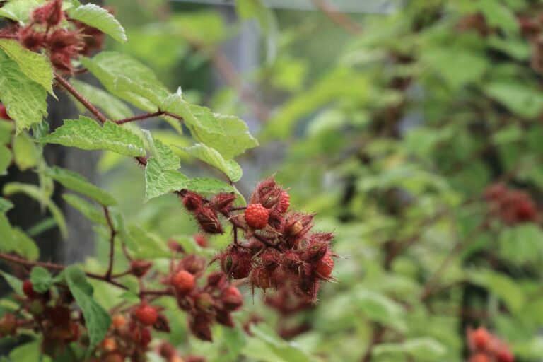Japanese wineberry: how to grow & harvest - Plantura