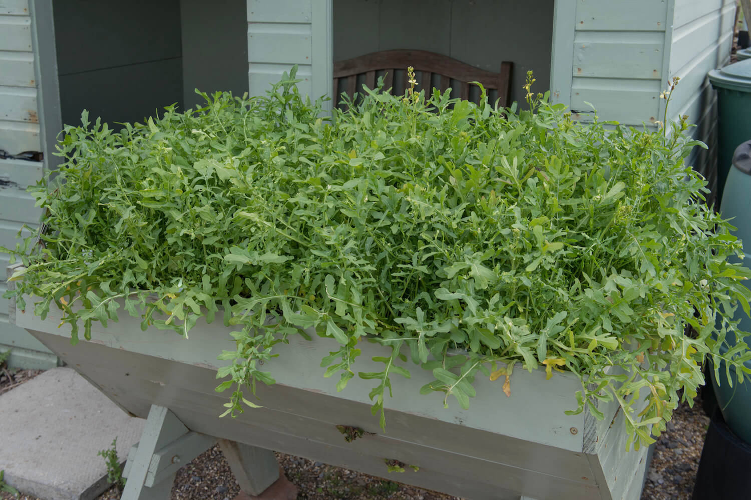 Planting rocket: where & how - Plantura