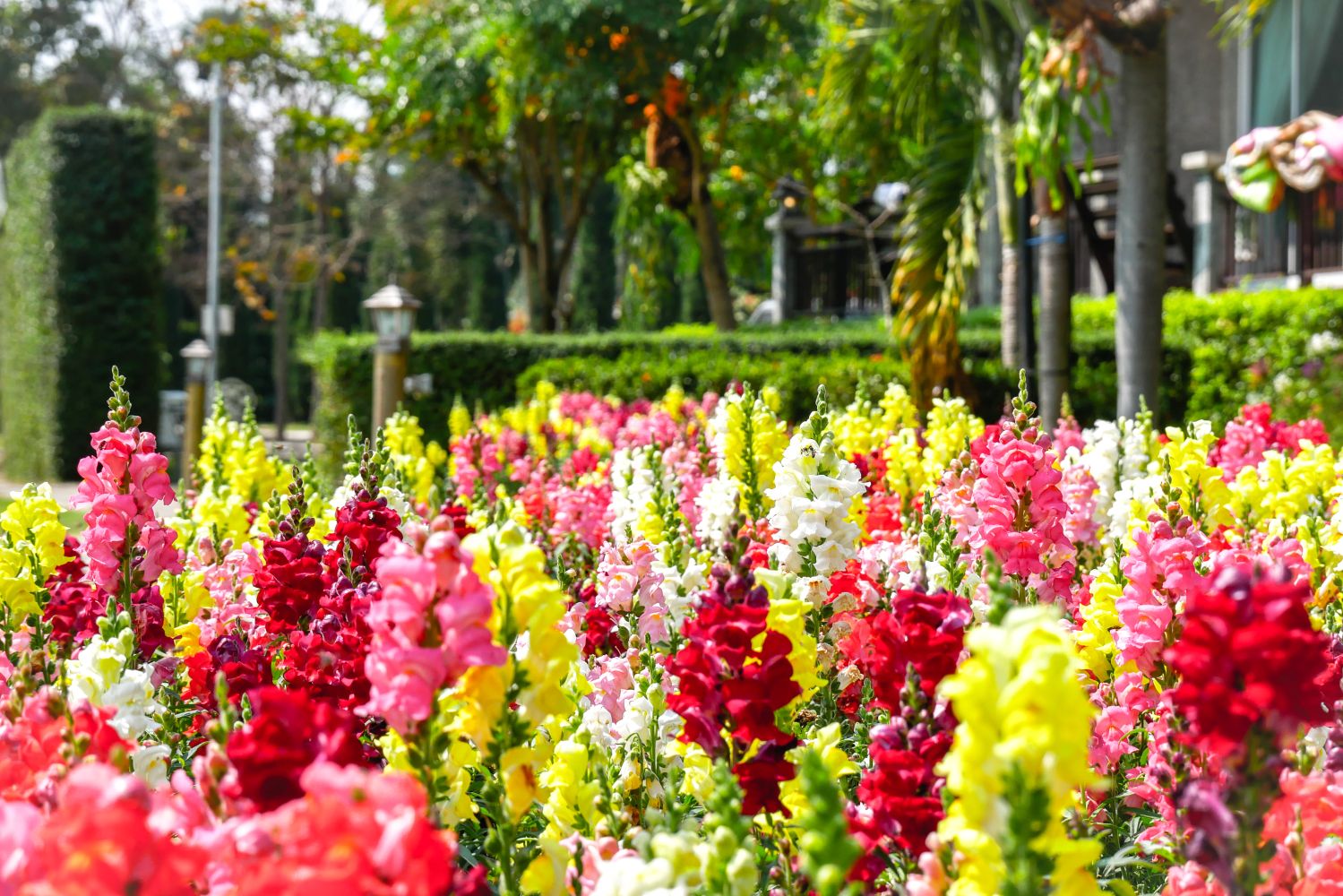 Snapdragon: care, location & flowering time - Plantura
