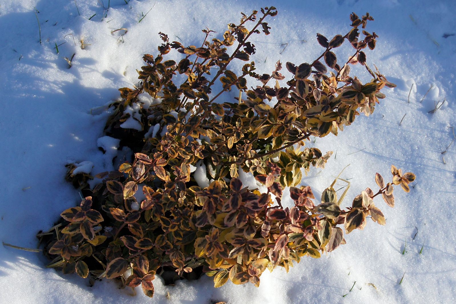 Spindle tree: species, growth & care - Plantura
