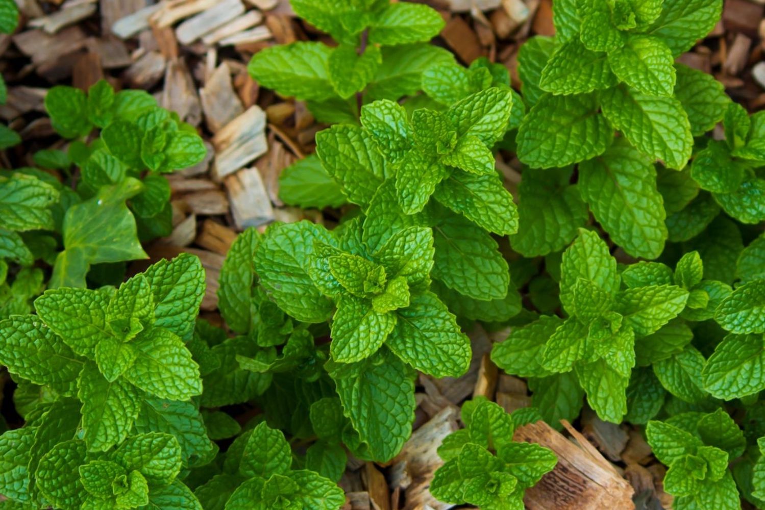 Types of mint: an overview - Plantura