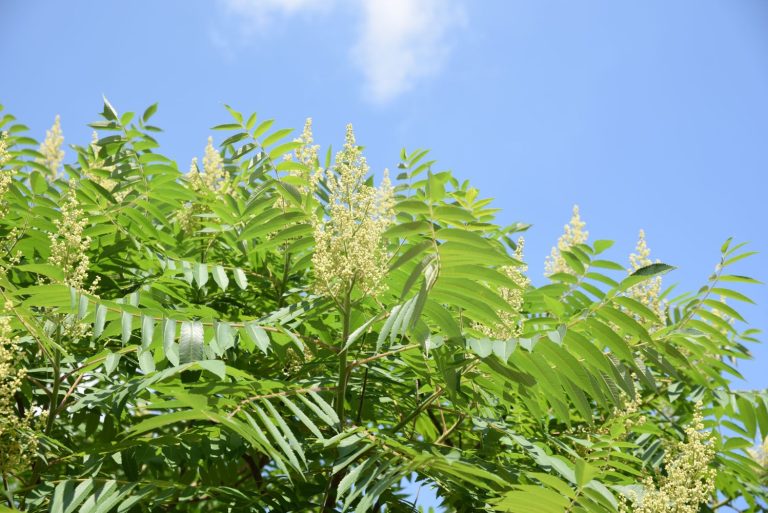 Sumac tree: varieties, cultivation & care - Plantura