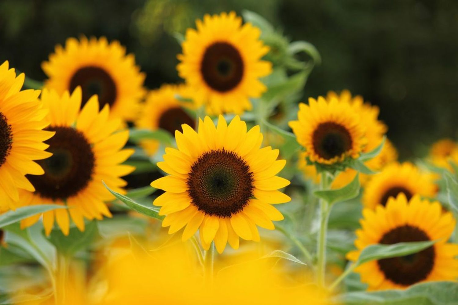 Autumn flowers: our favourites - Plantura