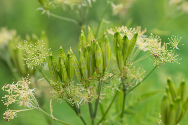 Sweet cicely: location, care & uses - Plantura