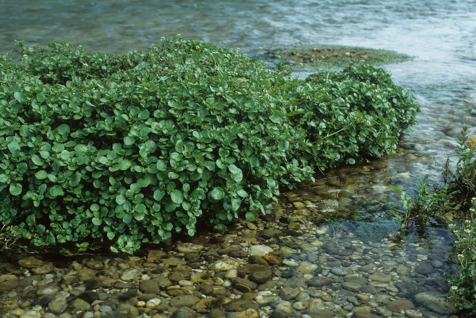Watercress: growing, care & use - Plantura