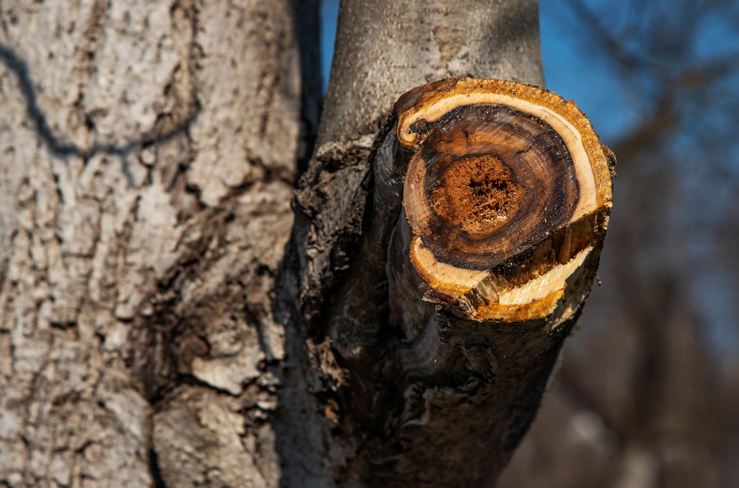 Walnut tree: growing, pruning & harvesting - Plantura