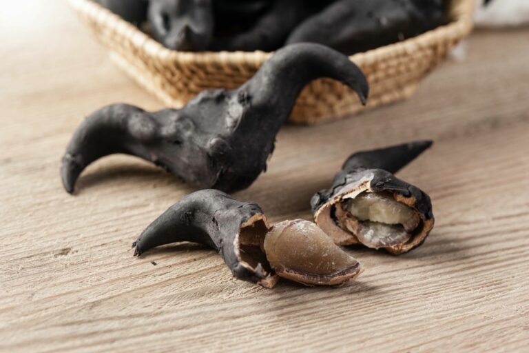 Water caltrop: growing Trapa natans - Plantura