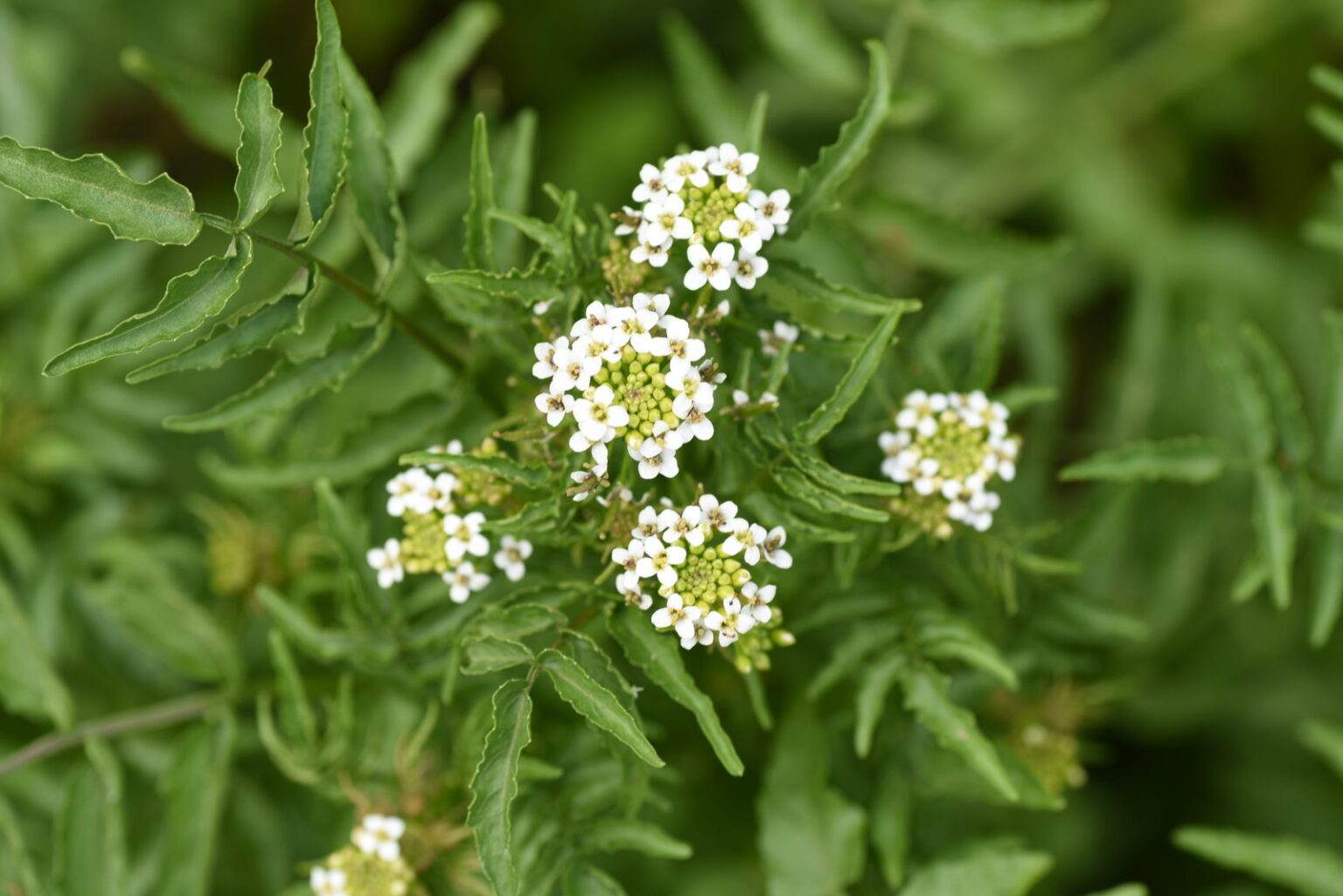 Watercress: growing, care & use - Plantura